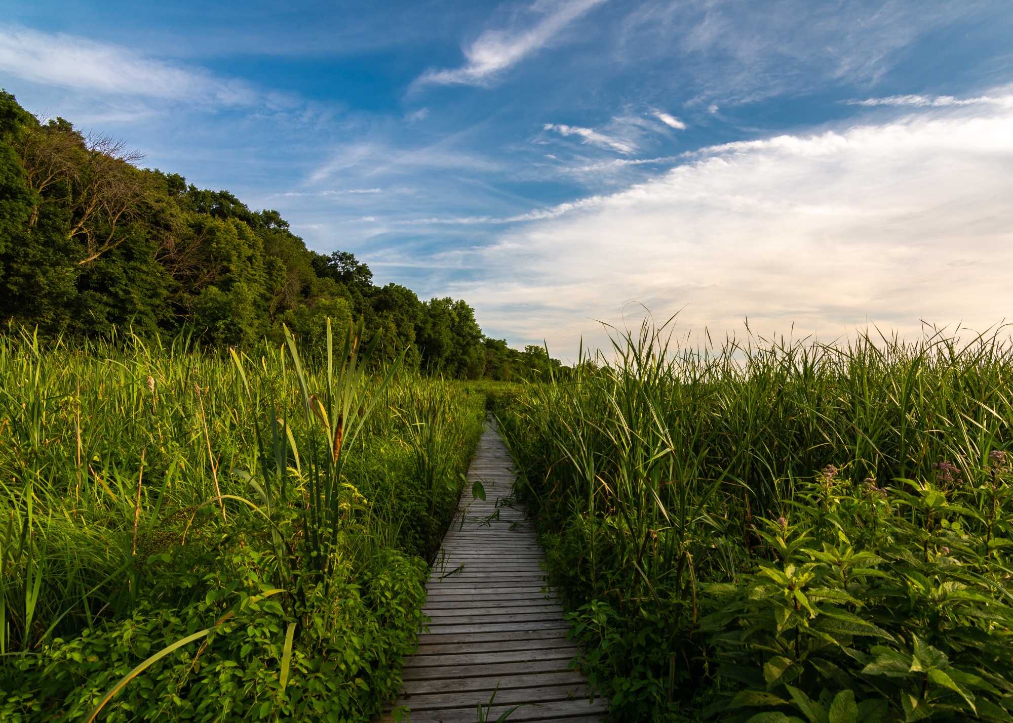 Waterfowl Hunting - Swan Point Yacht & Country Club